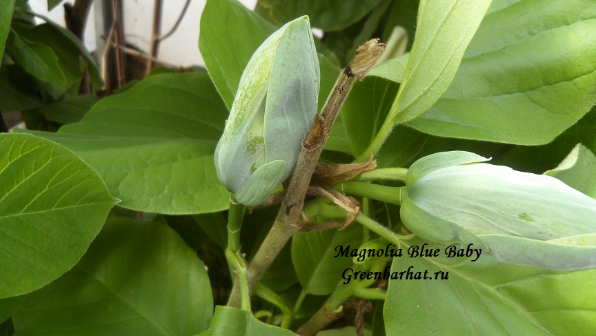 ДЕКОРАТИВНЫЕ КУЛЬТУРЫ И ХВОЙНЫЕ РАСТЕНИЯ: Magnolia Blue Baby - Магнолия ...
