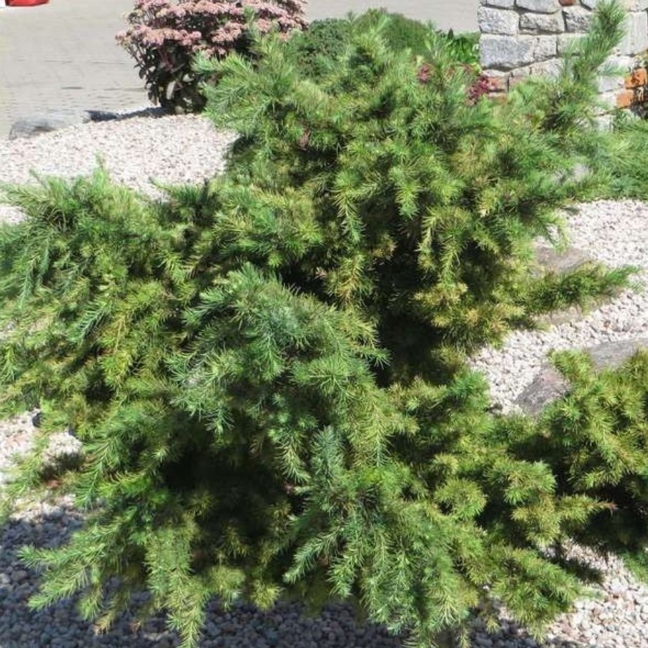 ДЕКОРАТИВНЫЕ КУЛЬТУРЫ И ХВОЙНЫЕ РАСТЕНИЯ: Larix dec.Little Bogle ...
