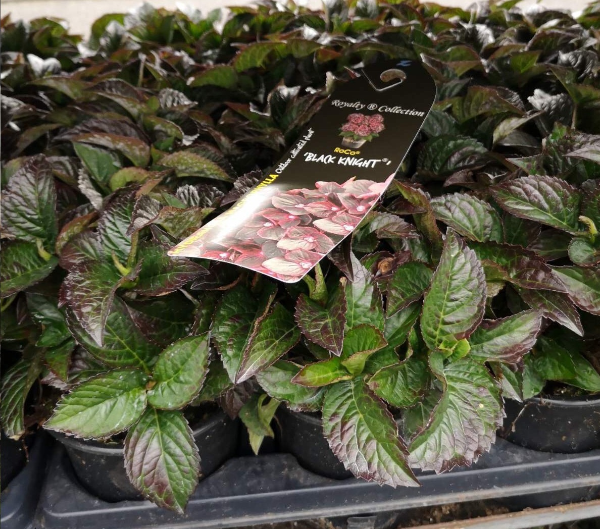 ГОРТЕНЗИИ: Hydrangea m.-Гортензия крупнолистная Roco® Black Knight
